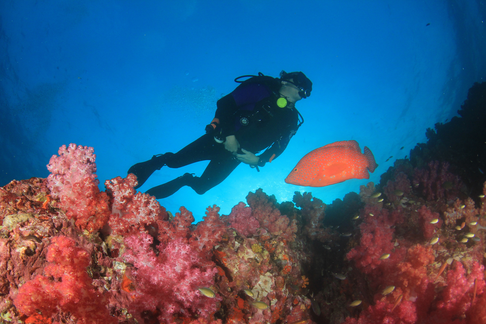 Scuba Diving in Thailand - https://www.divingsquad.com