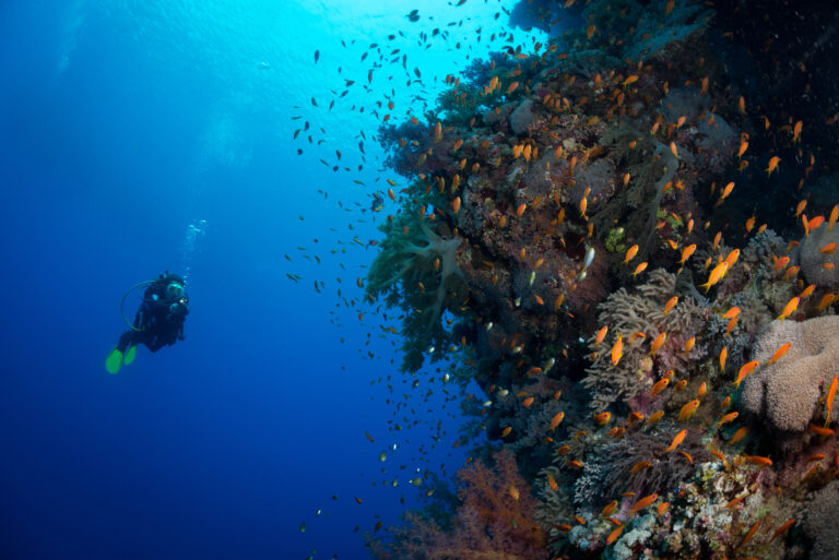 Red Sea Diving Guide - Regions, Seasons and MORE (2024)