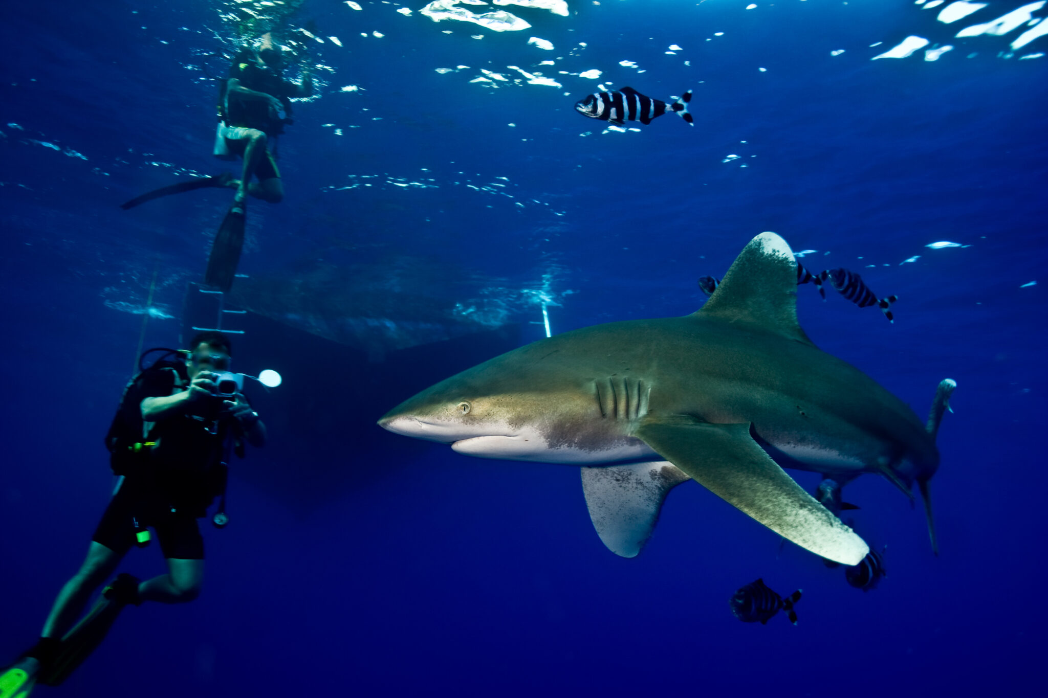 Red Sea Diving in 2023 - Regions, Seasons, Guide & Ideas