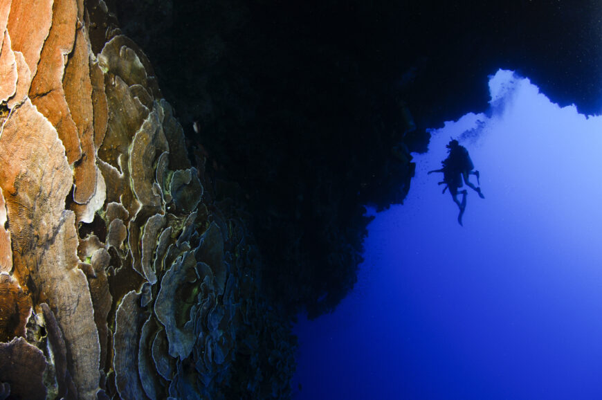 Red Sea Diving Guide - Regions, Seasons and MORE (2024)