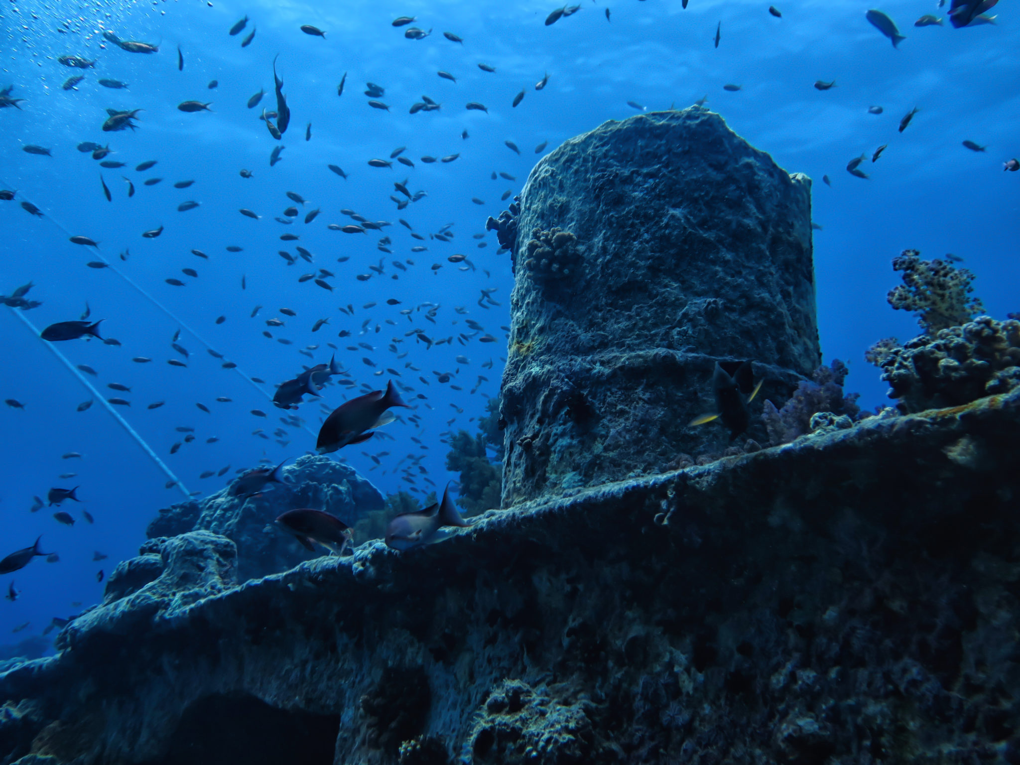 Red Sea Diving Guide - Regions, Seasons and MORE (2025)