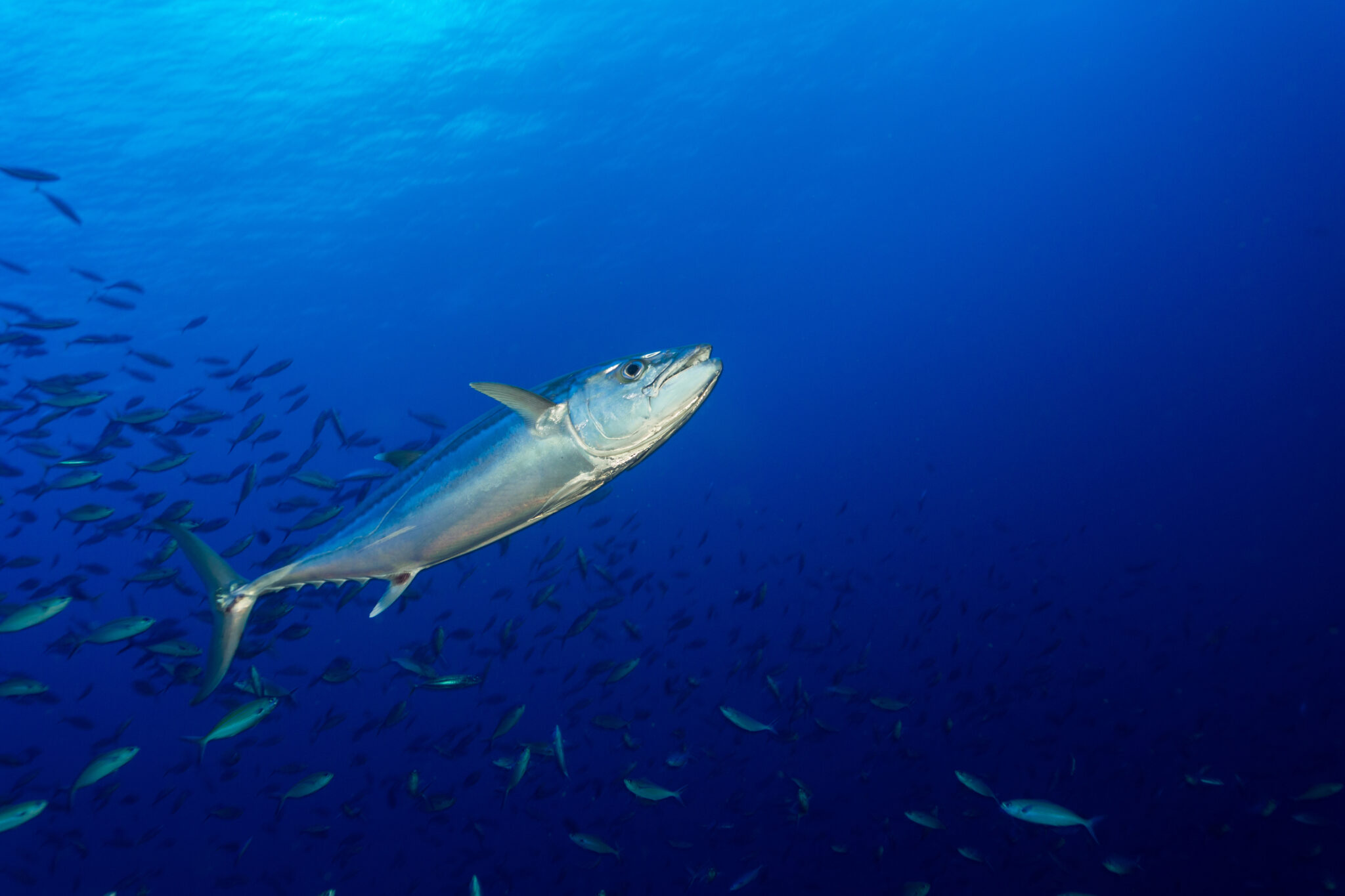 Maldives Diving: Ultimate Scuba Guide by Diving Squad (2021 UPDATE)