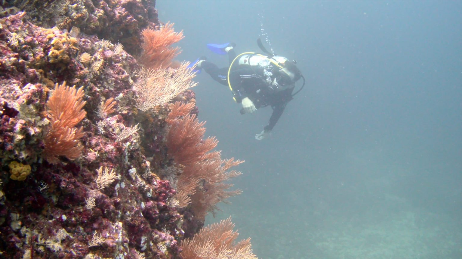 Cano Island Diving (Costa Rica) - MY EXPERIENCE (2024)