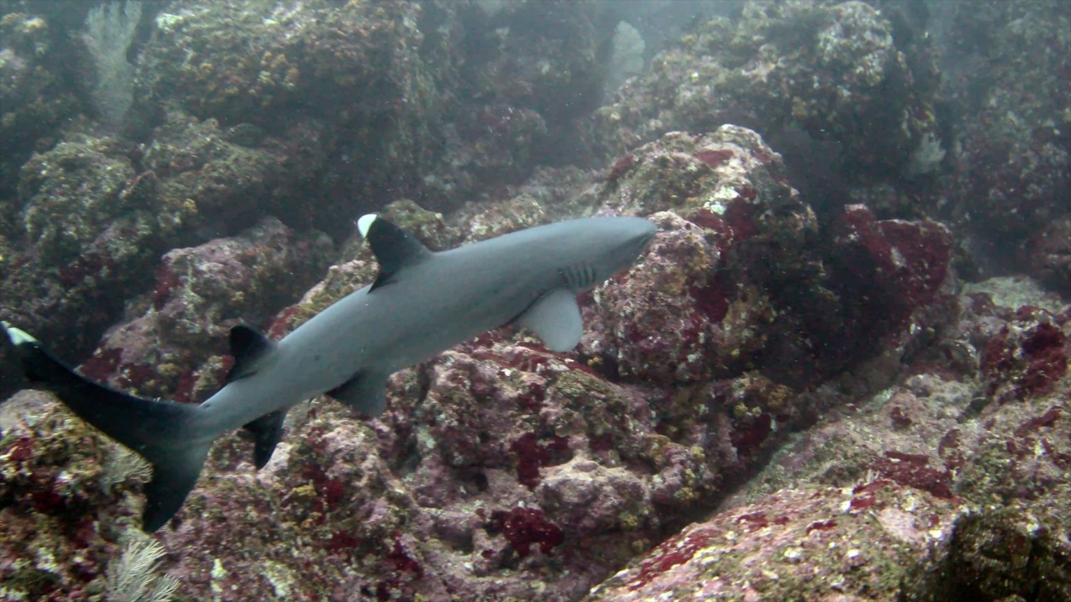 Cano Island Diving (Costa Rica) - MY EXPERIENCE (2024)