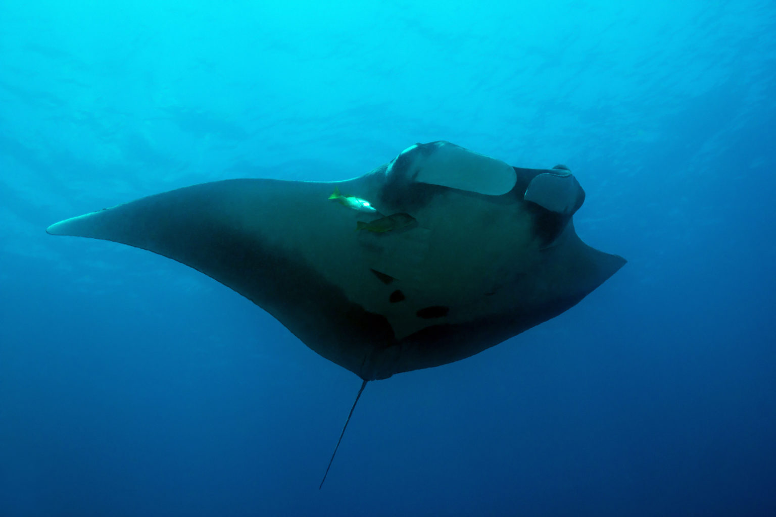 Cano Island Diving (Costa Rica) - MY EXPERIENCE (2024)