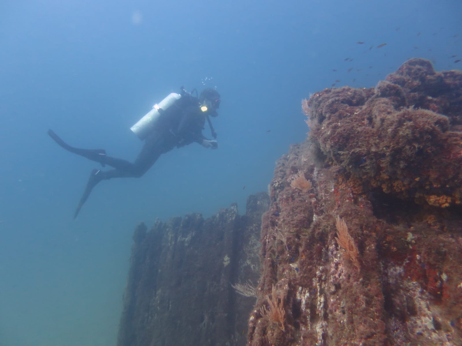 PANAMA DIVING GUIDE: Best Locations, When to Go & more!