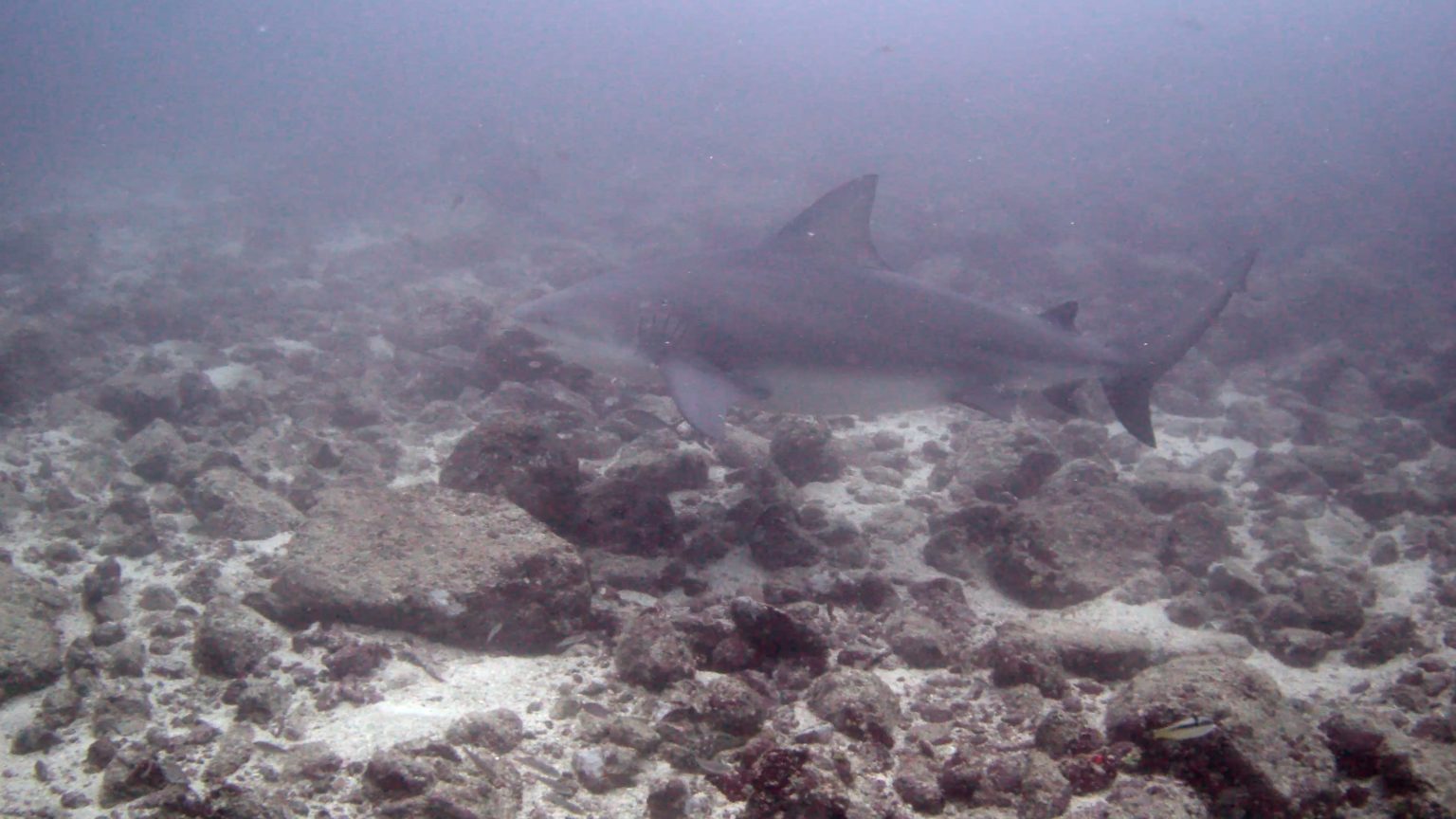 Diving with Bull Sharks at the Bat Islands, Costa Rica
