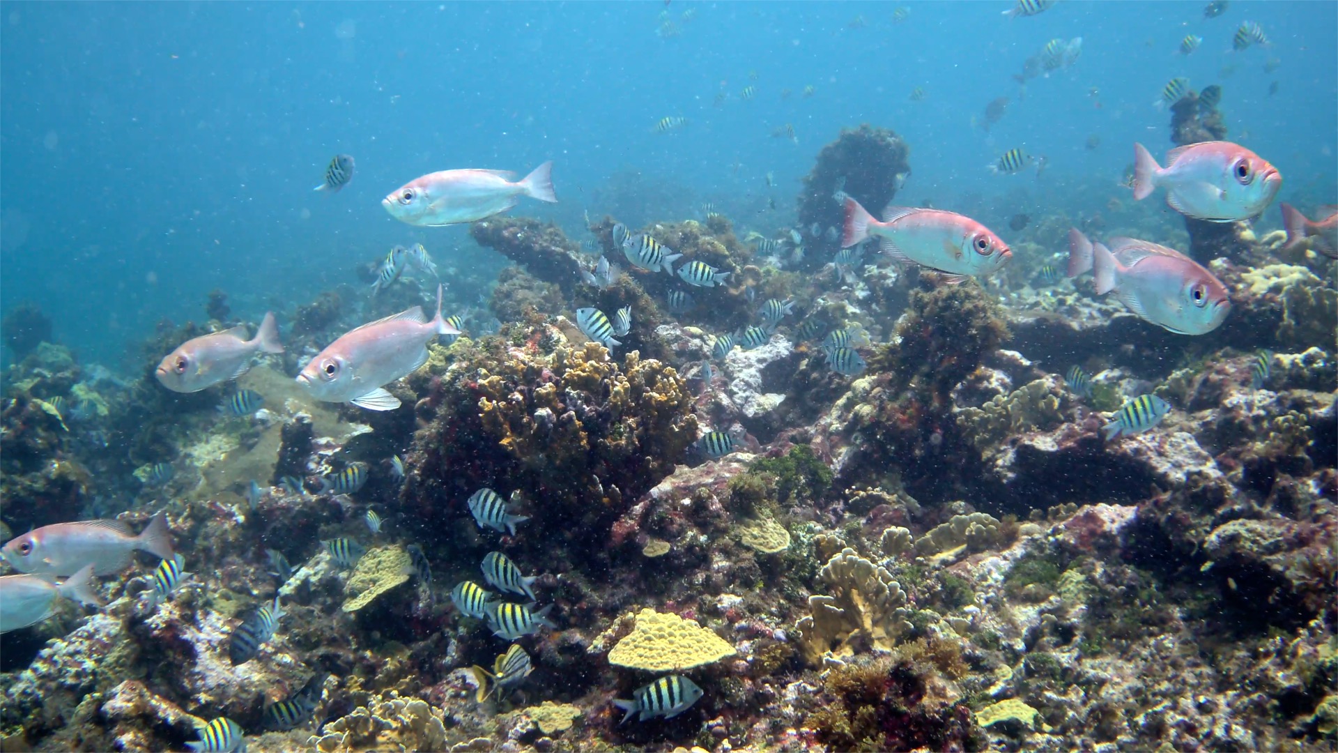 BEST Places to Scuba Dive in the Caribbean: (UPDATED 2024)