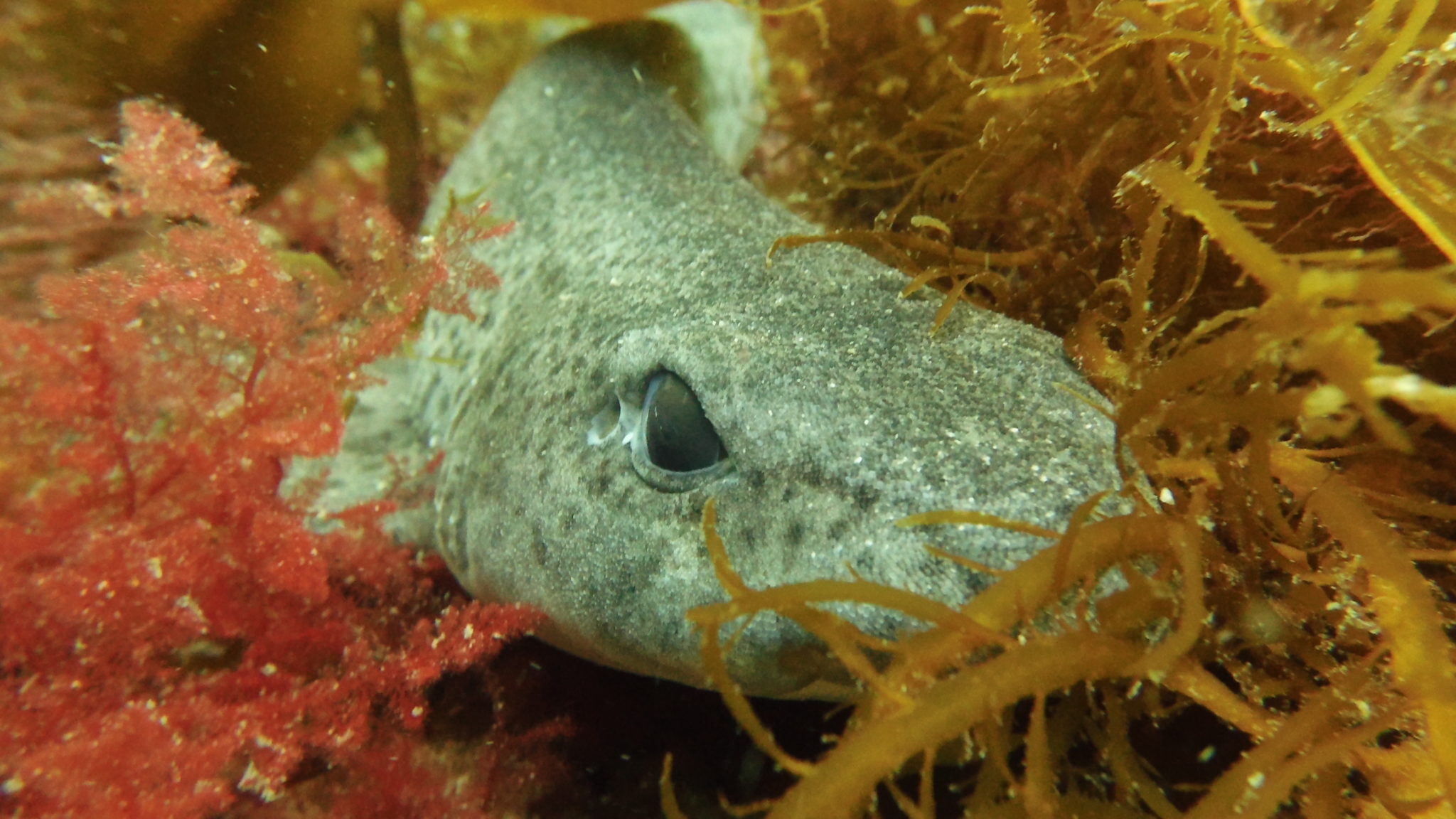 10 Best Places for Scuba Diving PART 1 - Diving Squad