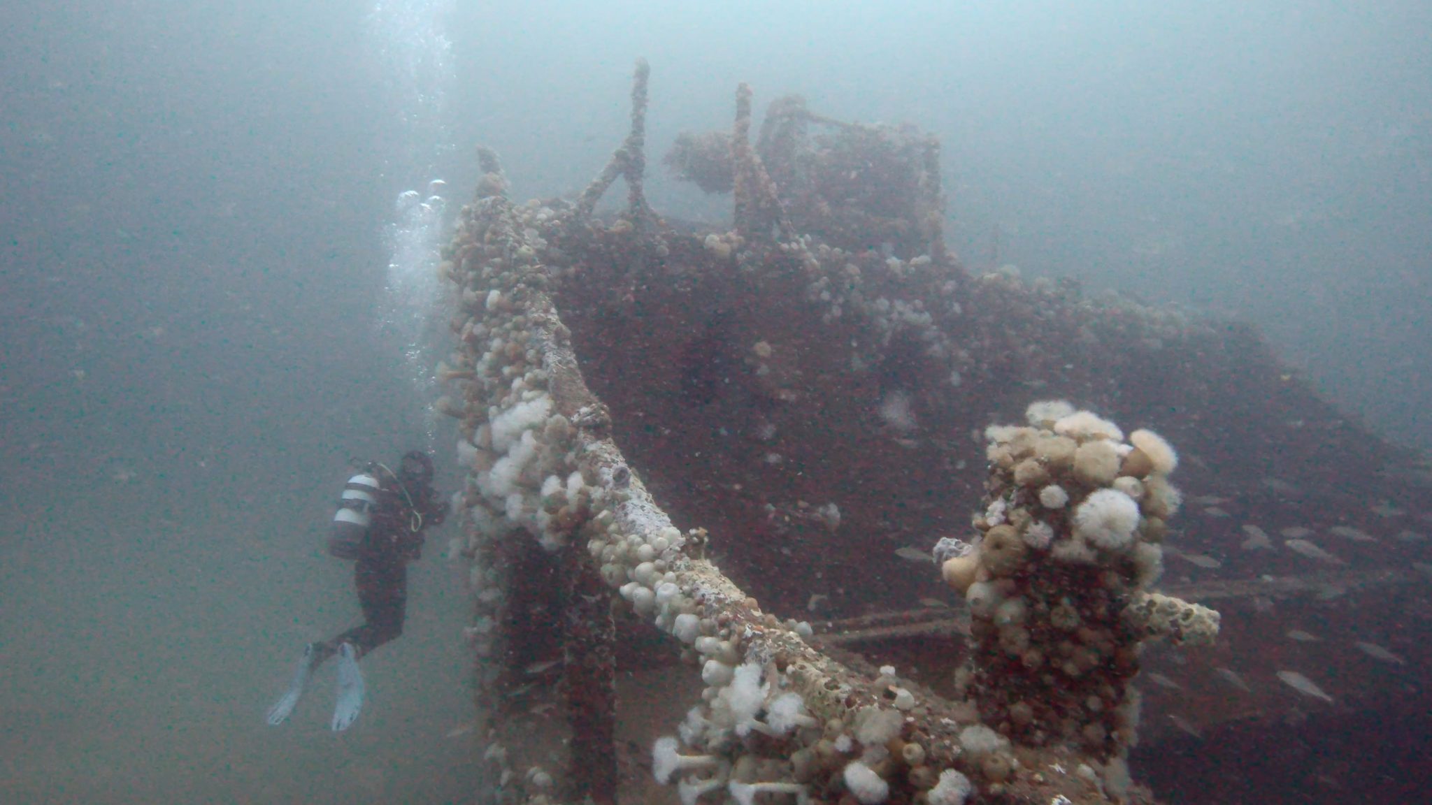 Killary Fjord Diving, Ireland: INSIDER Report (2024)