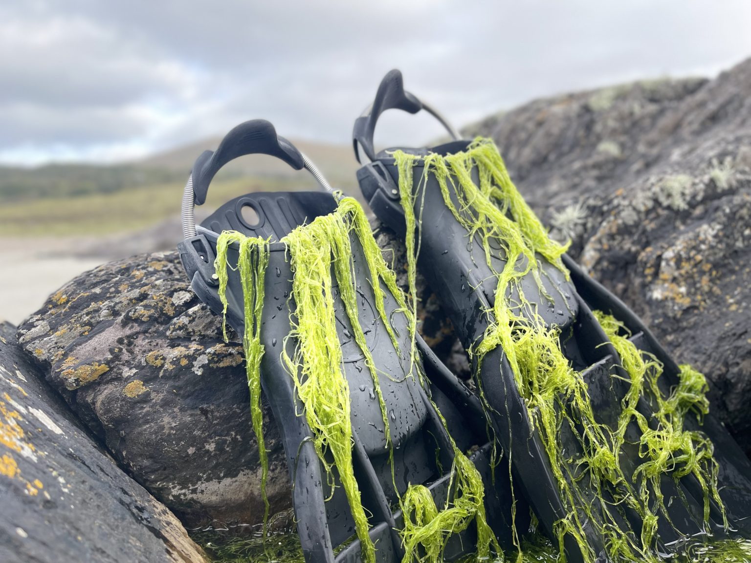 10 Best Scuba Fins of 2024 (20+ Reviewed)