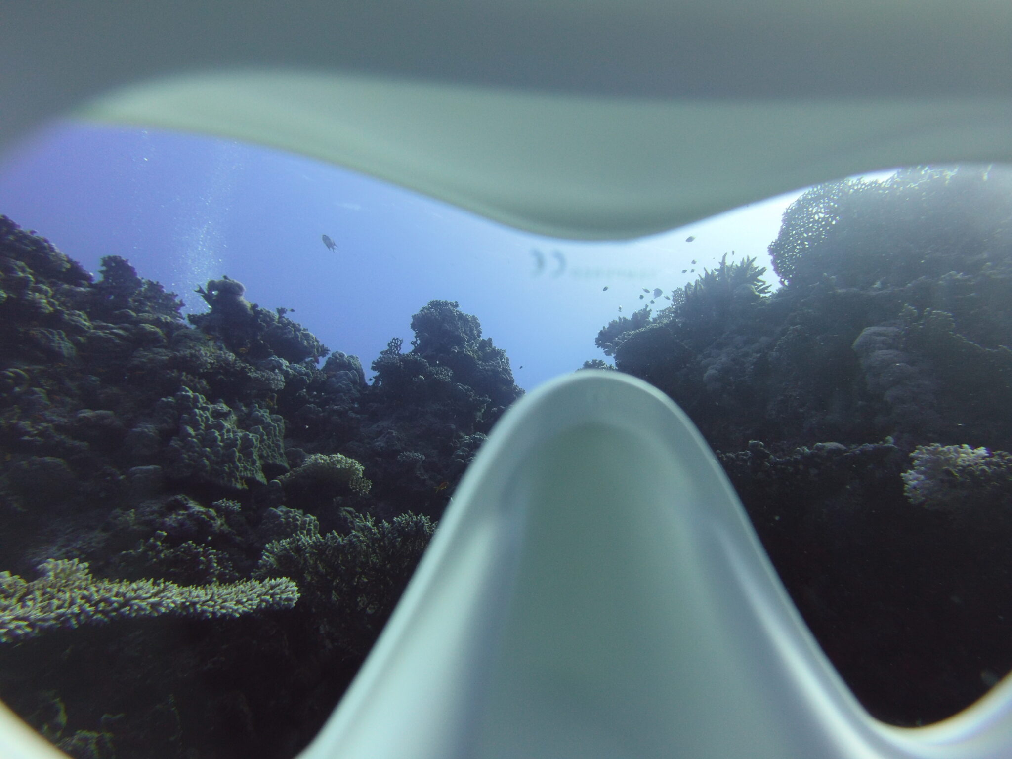 Cressi F1 Frameless: Scuba Mask Review (2024)