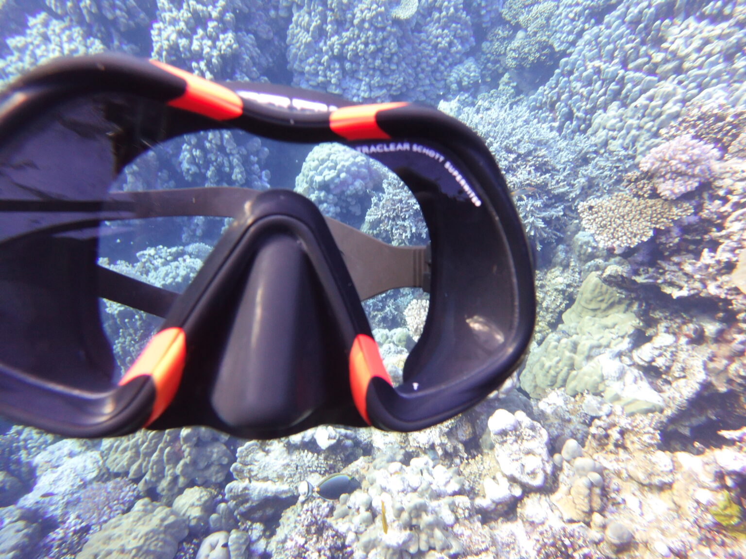 Atomic Aquatics Venom: Scuba Mask Review (2024 )