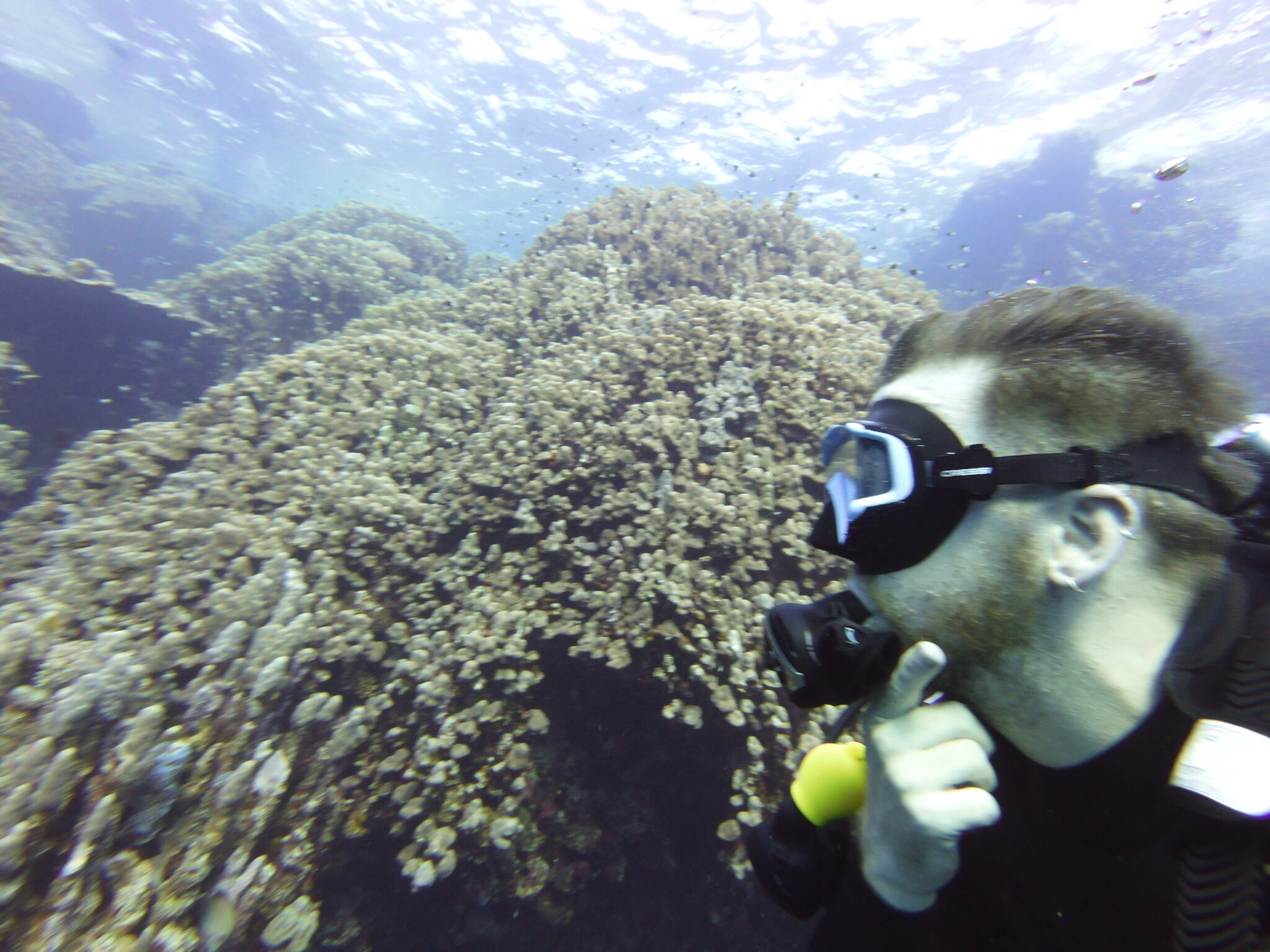 Cressi Pano 3: Scuba Mask Review (2024)