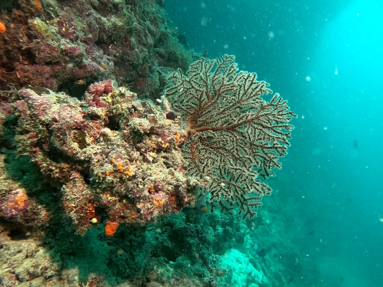 GoPro Hero 11 Review by a Scuba Diver (2024 UPDATE)