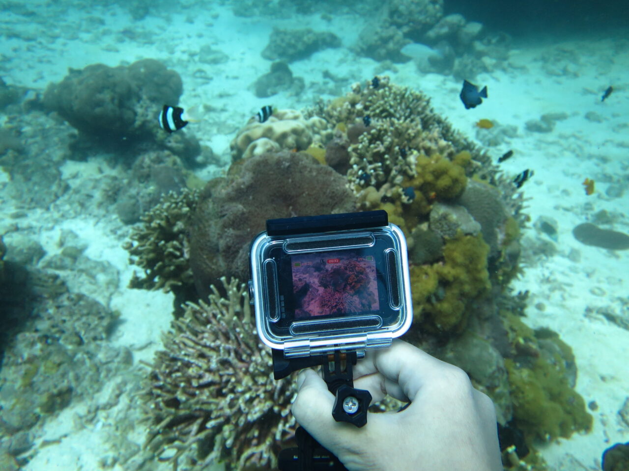 GoPro Hero 11 Review by a Scuba Diver (2024 UPDATE)
