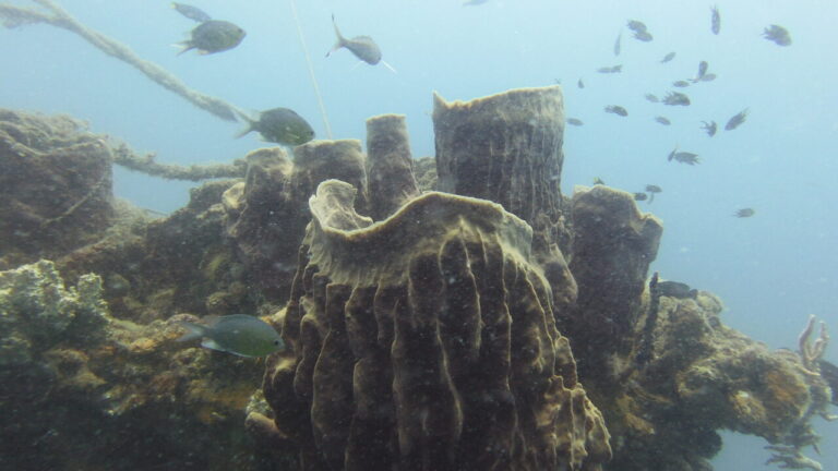 EPIC Coron Diving Guide (2025)