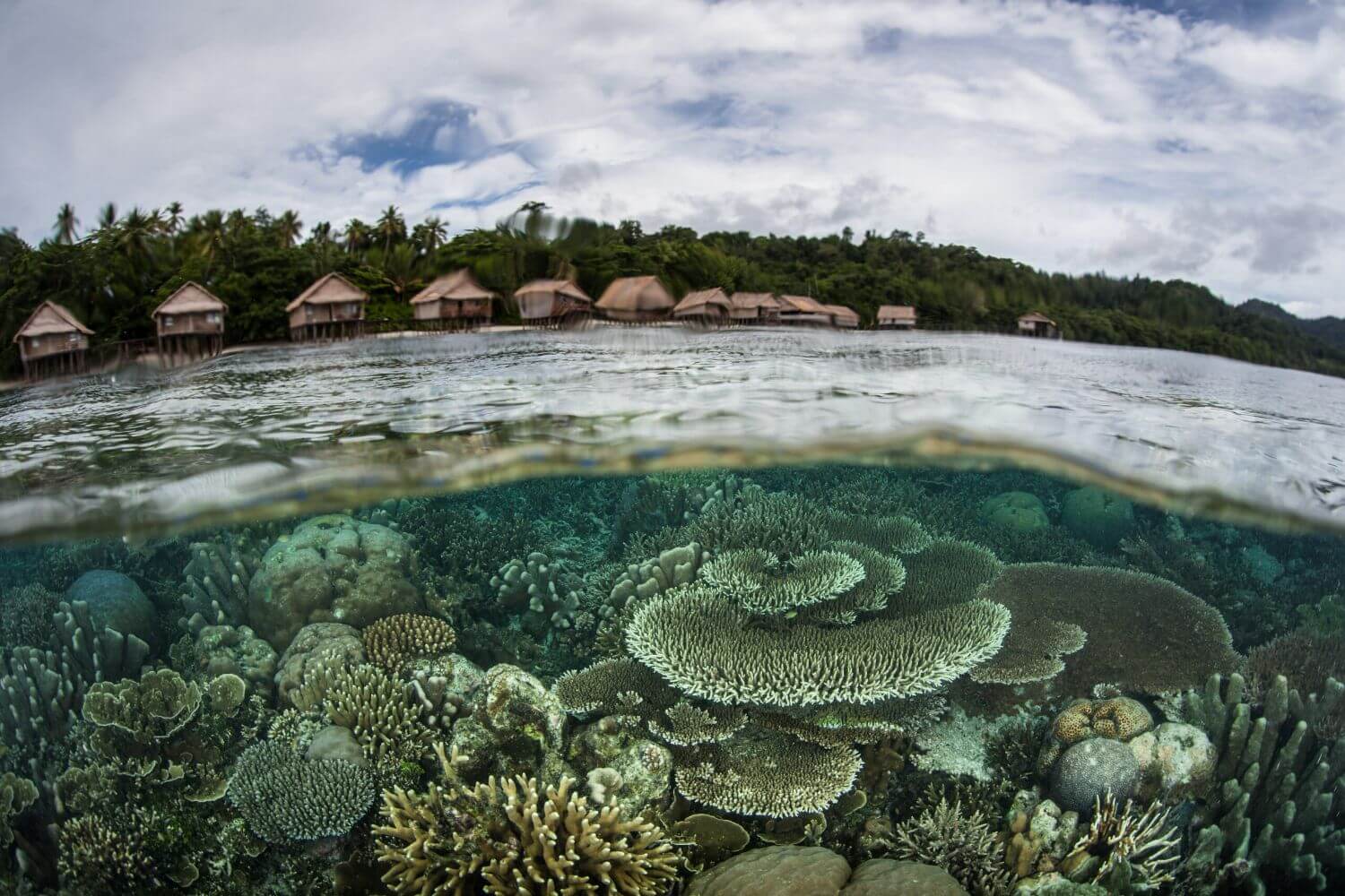 Scuba Diving Raja Ampat Regions, Seasons, Guide & MORE (2024)