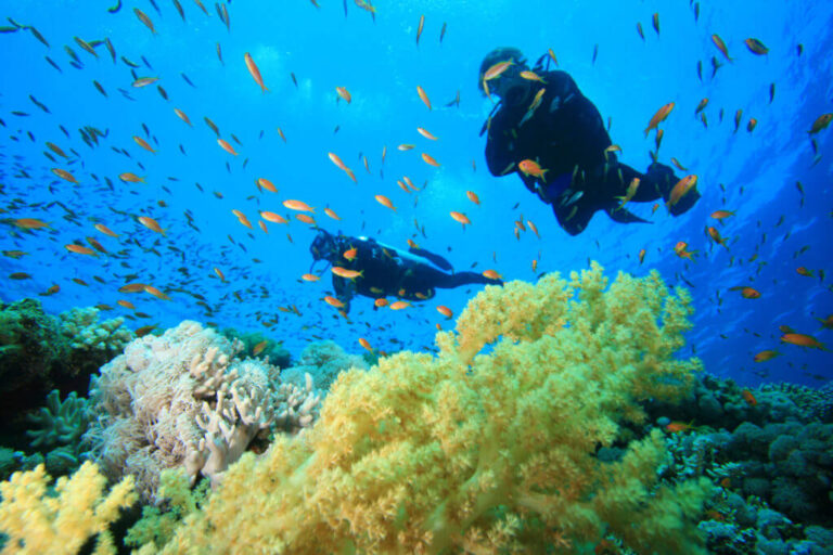 Red Sea Diving Guide - Regions, Seasons and MORE (2025)