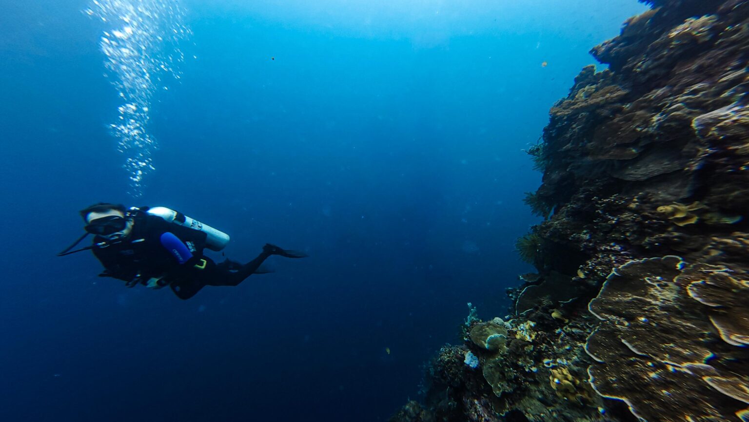 Planning on Diving Bohol? Read This Guide First!