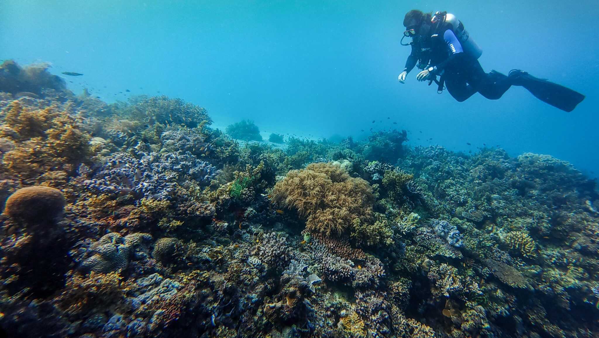 Planning on Diving Bohol? Read This Guide First!