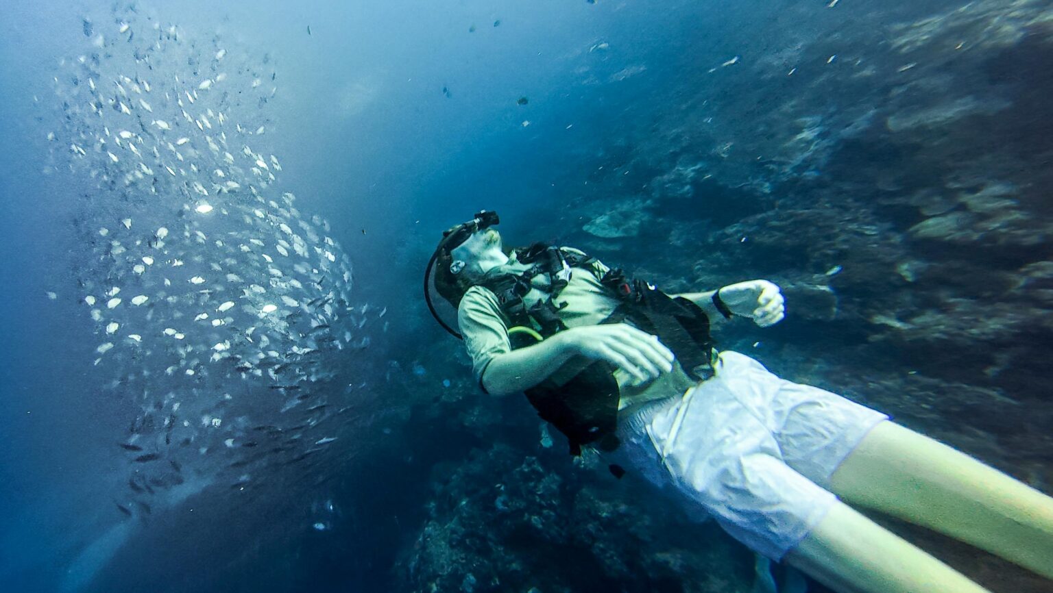 Planning on Diving Bohol? Read This Guide First!